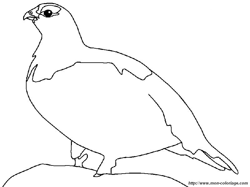 Colorear Aves, dibujo la perdiz nival